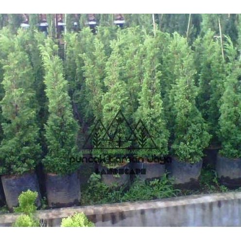 Jual Tanaman Pohon Cemara Natal Hidup 1 Meter 1m | Shopee Indonesia
