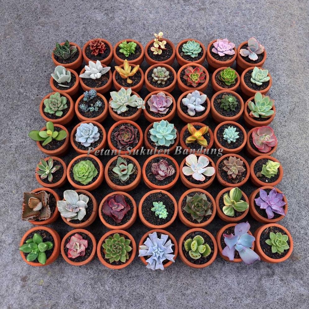 Jual PAKET Kaktus 50 JENIS sukulen sekulen mini dekorasi tanaman taman ...