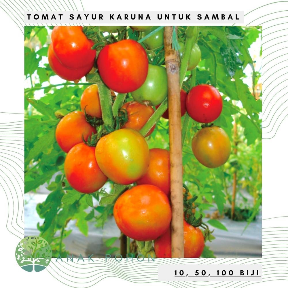 Jual Benih Bibit Biji - Tomat Sayur KARUNA Untuk Sambal Bulat Kecil ...