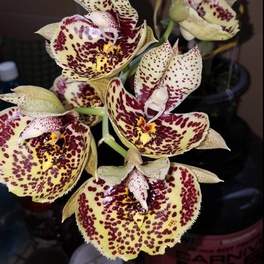 Jual [ DEWASA ] Catasetum Susan Fuchs | Shopee Indonesia