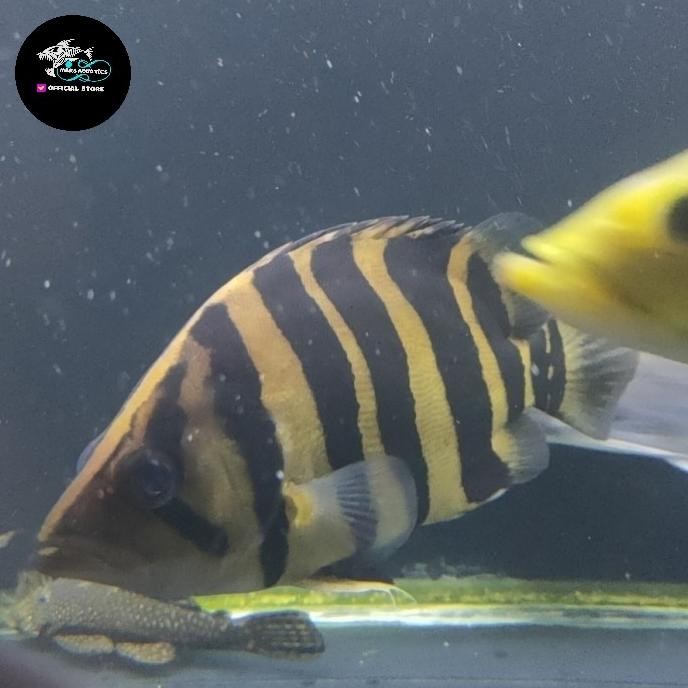 Jual NEW IKAN HIAS IKAN DATZ TIGERFISH GOODMARKING TANKMATE IKAN ...