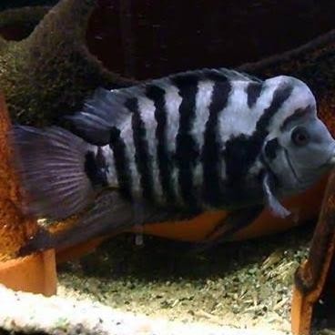 Jual NEW IKAN HIAS BLACK CONVICT CICHLID ZEBRA TANKMATE AQUASCAPE ...