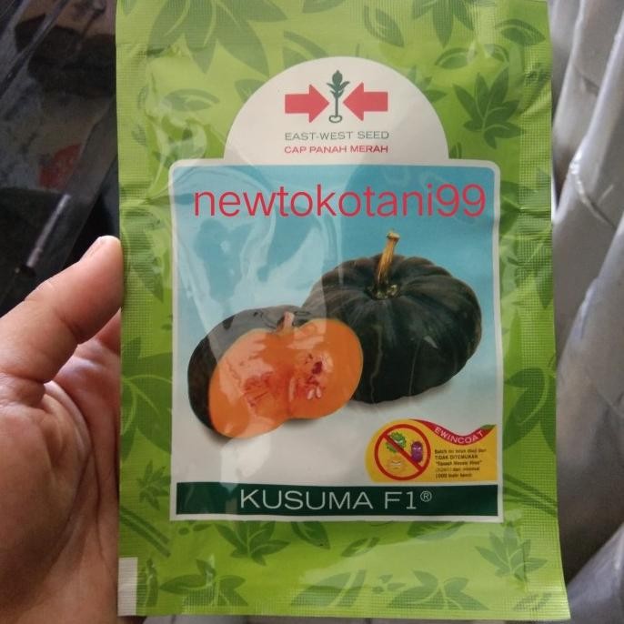 Jual benih labu KUSUMA F1 95 butir labu kuning waluh panah merah ...