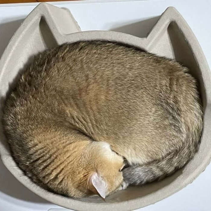 Jual Cat Bang - Natural Paper Pulp Cat Nest/Tempat Tidur Kucing | Shopee Indonesia