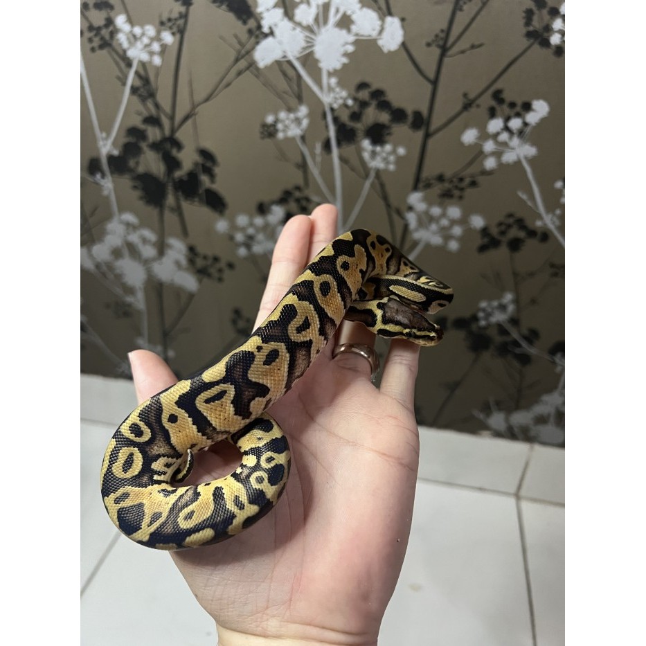 Jual Ball Python Male Pastel Het Clown Ph Pied | Shopee Indonesia