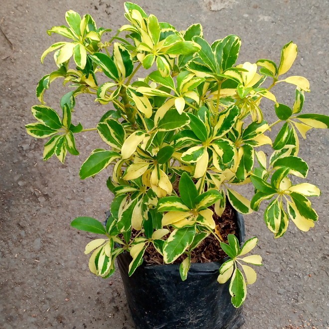 Jual Wali Songo/Tanaman Hias/Tanaman Hias Wali Songo Varigata Kuning ...