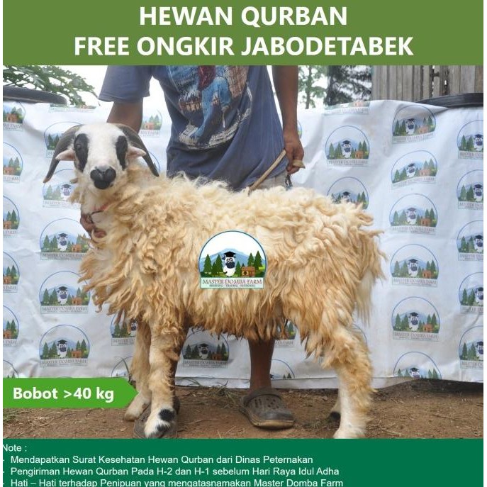 Jual DP Hewan Qurban Domba / Kambing Kurban Bobot 25 kg, 30 kg atau 35 kg | Shopee Indonesia