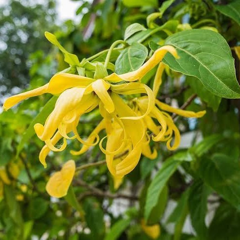 Jual Tanaman Hias Bunga Kenanga Pohon Kenanga Bibit Tanaman Bunga ...