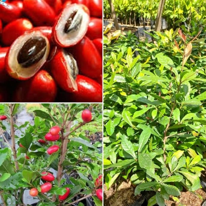 Jual Tanaman Buah Ajaib buat makanan asam jadi / Miracle Berry MMU ...
