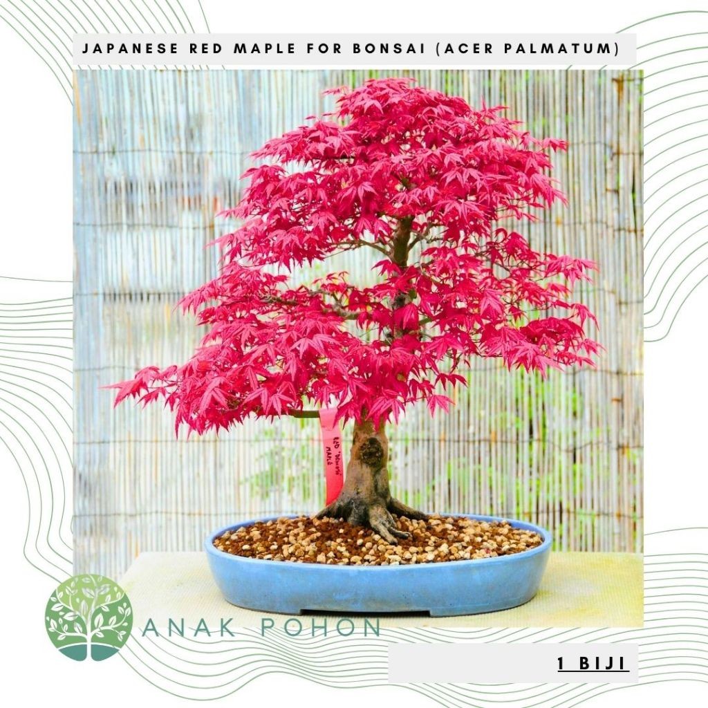 Jual Benih Bibit Biji - Japanese Red Maple for Bonsai Irohamomiji (Acer ...