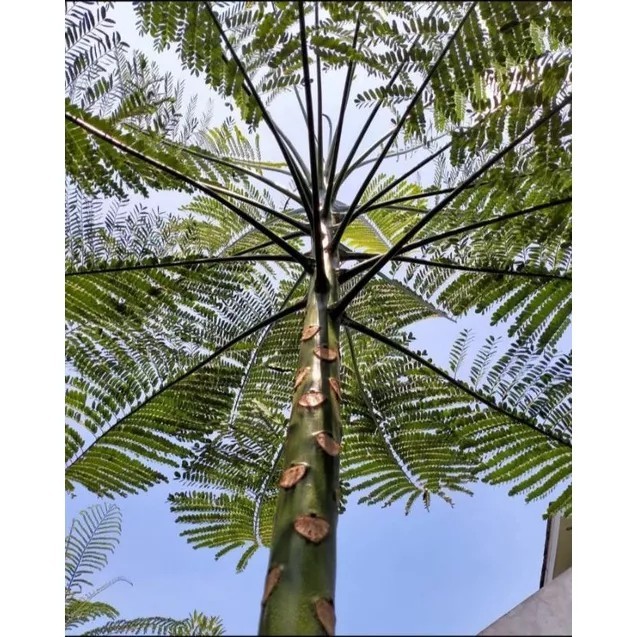 Jual Jual Pohon Solobiun / Pakis Zil / Parahiba Tinggi 3 Meter | Shopee ...