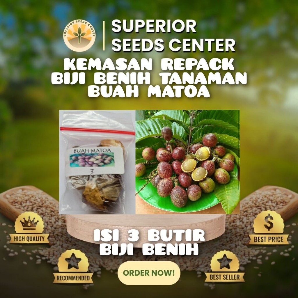 Jual 3 Butir Biji Benih Tanaman Buah Matoa (Kemasan Repack Plastik Klip ...