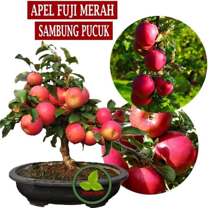 Jual Bibit Apel Fuji Merah cangkok pohon tanaman buah buahan di MANTEP ...