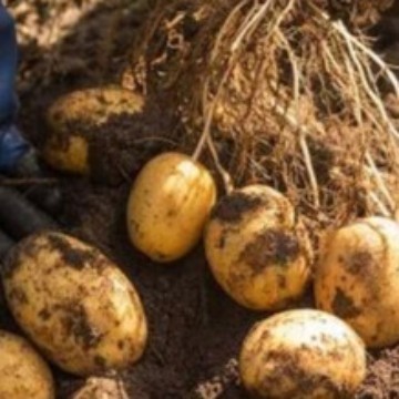 Jual Bibit Pilihan Kentang Dieng Siap Tanam Biji Benih Kentang Dieng ...