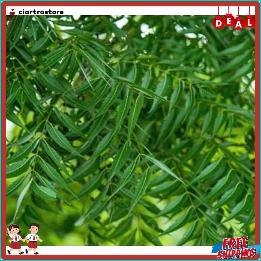 Jual Herbal Daun Mimba Segar 1Kg (Murmer) | Shopee Indonesia