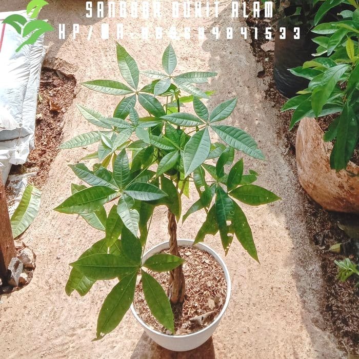 Jual tanaman duit/pohon duit/bibit pachira aquatica pacira + pot tawon ...