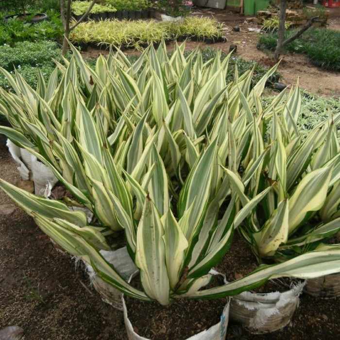 Jual Tanaman Hias Agave Kuning Putih / Furcraea Foetida Gigantea ...