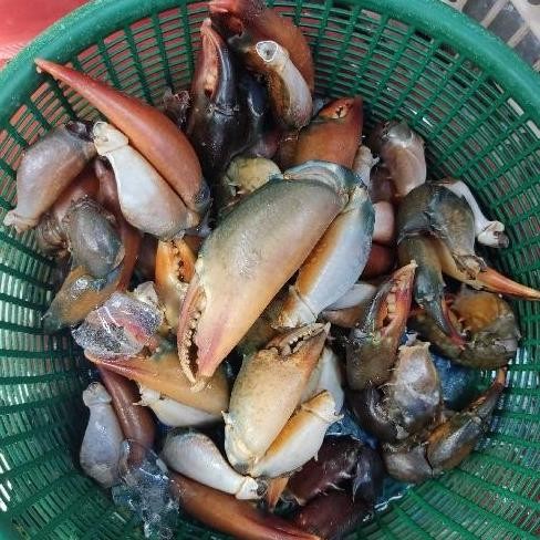 Jual Capit Kepiting Frozen Berkualitas - 1 Kilogram | Shopee Indonesia