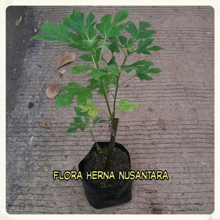 Jual Tanaman Hebal Daun Insulin Pohon Daun Insulin Obat Herbal Pahitan ...