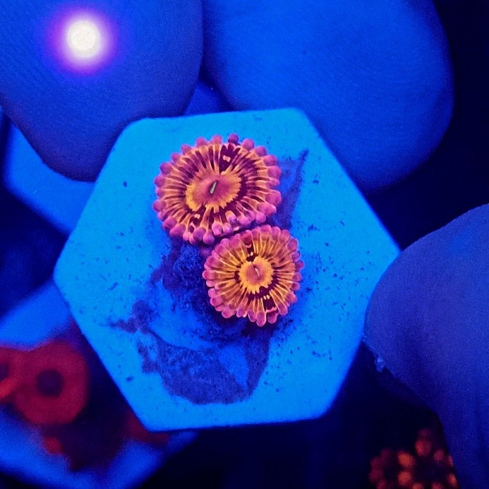 Jual zoa Premium Zoanthid Stratocaster 2 mata frag aquarium laut ...