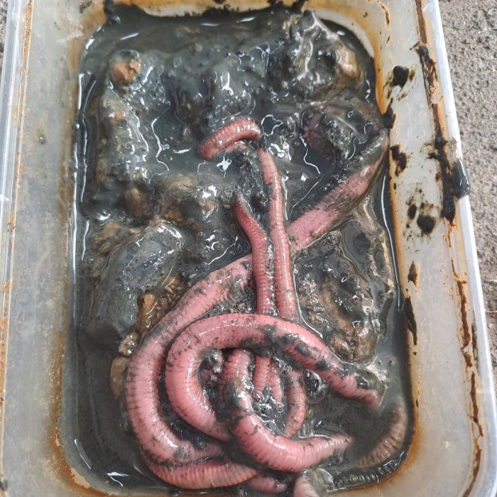 Jual PROMO! Umpan Cacing nipah ( Umpan Galatama Lele ) | Shopee Indonesia