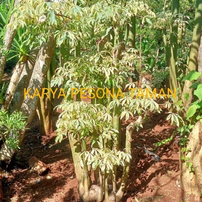 Jual Pohon kapuk varigata / bonsai randu | Shopee Indonesia
