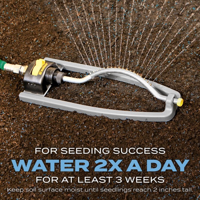 Jual arr Benih rumput pakan ternak 1kg/bede/signal grass/brachiaria ...