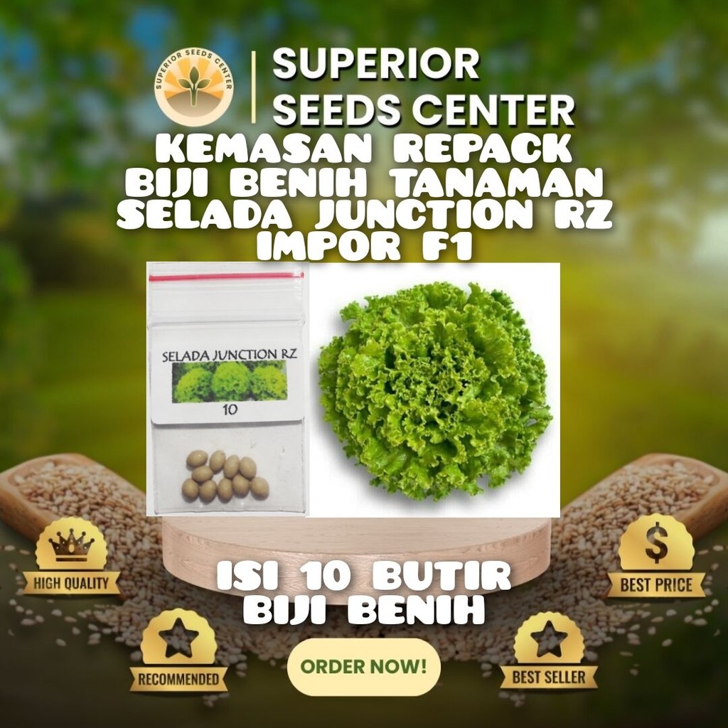 Jual 10 Butir Biji Benih Tanaman Selada Batavia Jonction RZ (Kemasan ...