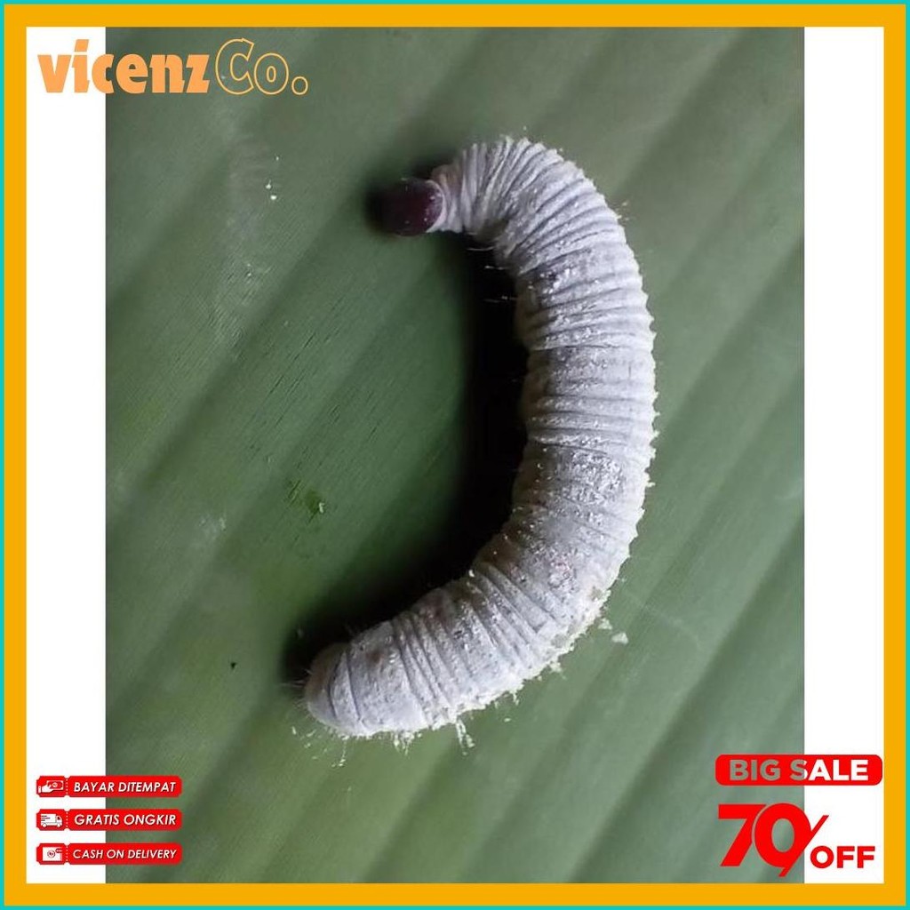 Jual Ulat Daun Pisang /10Ekor (Cod) | Shopee Indonesia