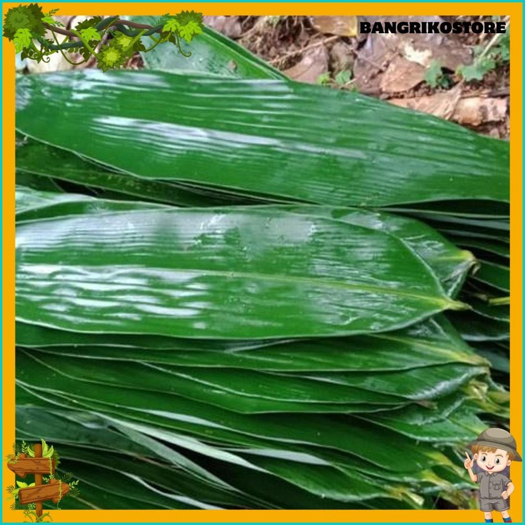 Jual Daun Bambu Jumbo Bakcang / Daun Bacang Murah Per 100 Lembar / Daun ...