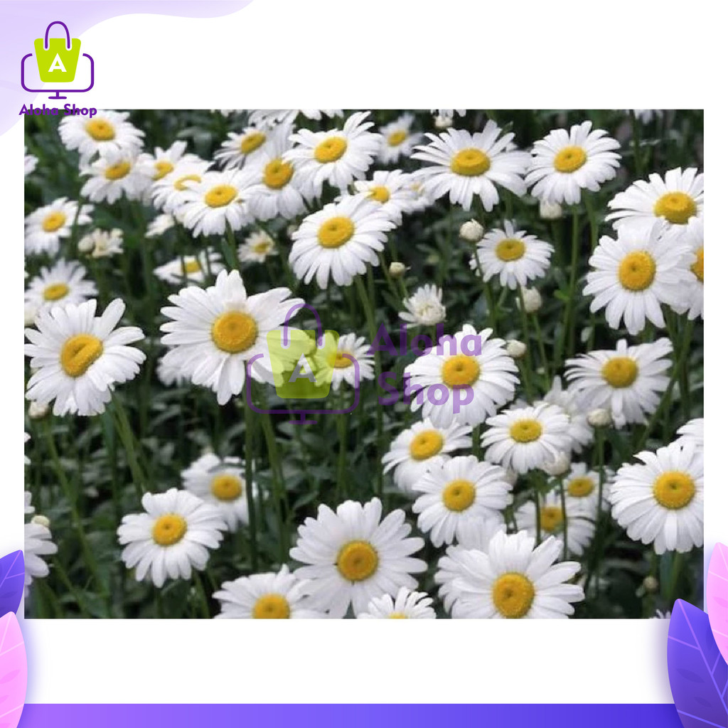 Jual AS Benih / Biji Bunga Chamomile Tanaman Hias Herb Kamomil | Shopee ...