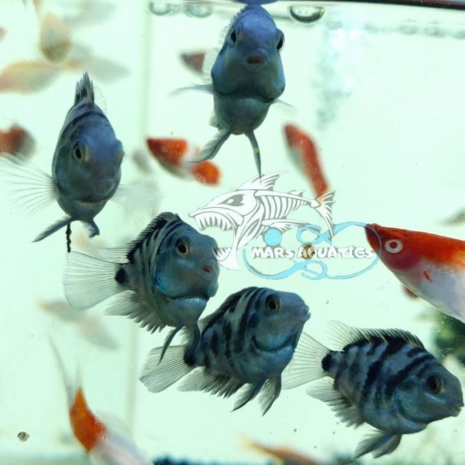 Jual NEW IKAN HIAS PARROT ZEBRA BABY CONVICT X PARROT | Shopee Indonesia