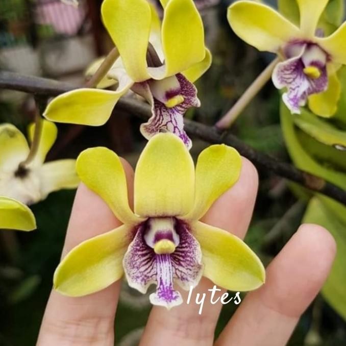 Jual dendrobium violaceoflavens sp atau anggrek besi papua COD | Shopee ...