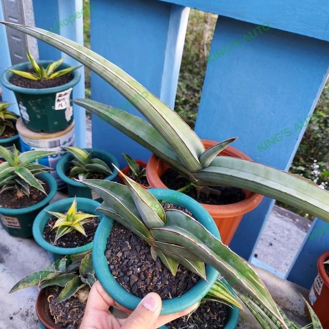 Jual BESS SELLER SANSE / SANSEVIERIA SOMALIA BLUE 11112022 | Shopee ...