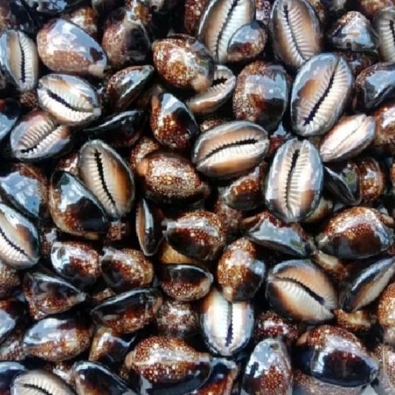 Jual 100 Gram Kewuk hitam - Kuwuk Abu - Biji Kerang Congklak / kwuk ...