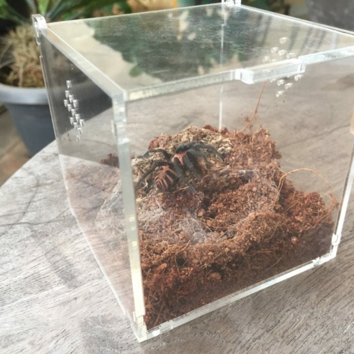 Jual Tarantula enclosure display akrilik 9x9x9cm 3mm | Shopee Indonesia