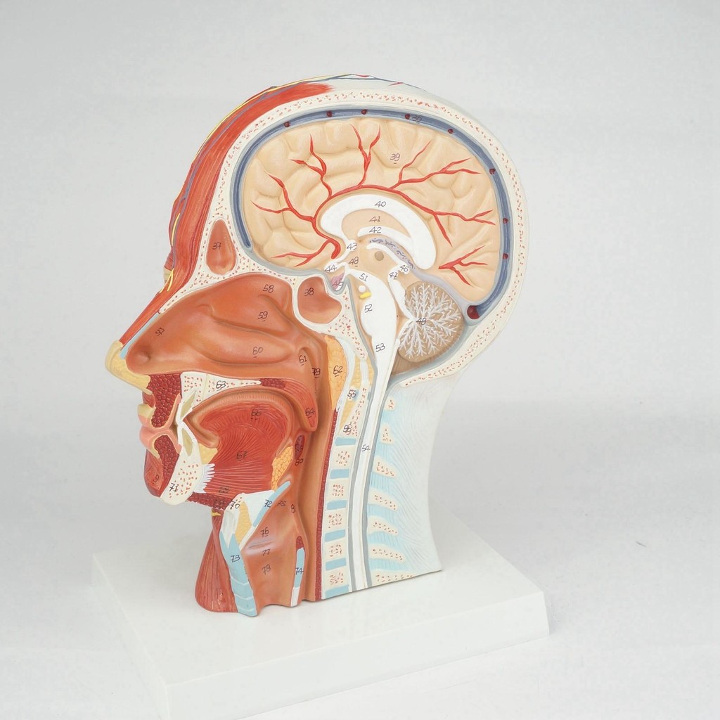 Jual Median Section of Human Head & Neck Anatomical Model Medical ...