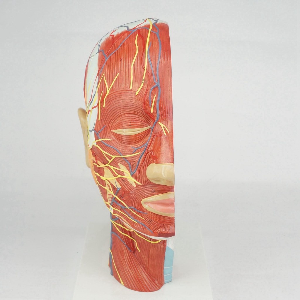 Jual Median Section of Human Head & Neck Anatomical Model Medical ...