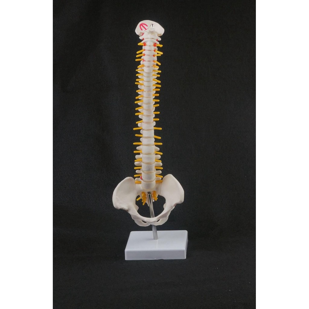 Jual 45CM Vertebral Column Model With Pelvis Anatomy Medical Spine Bone ...