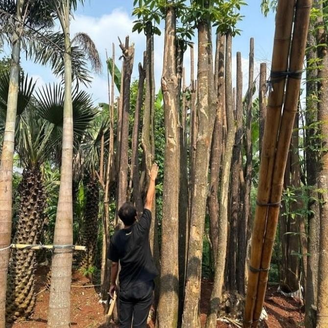 Jual Pohon Pulai / Pule Gruping Batang 3-4 Tinggi 4 Meter Tanaman Hias ...