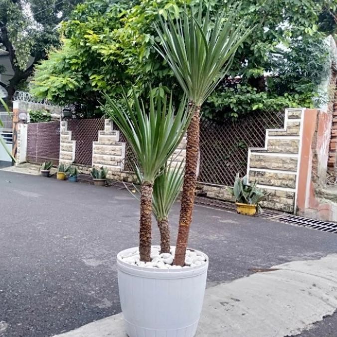 Jual tanaman hias outdoor tanaman tombak raja dalam pot kirim gojek ...