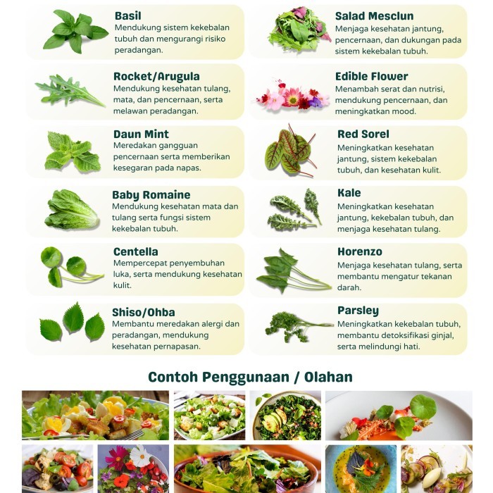 Jual Daun Dill 250gr - Daun Adas Sowa - Sayur Fresh by Sayur Mini ...