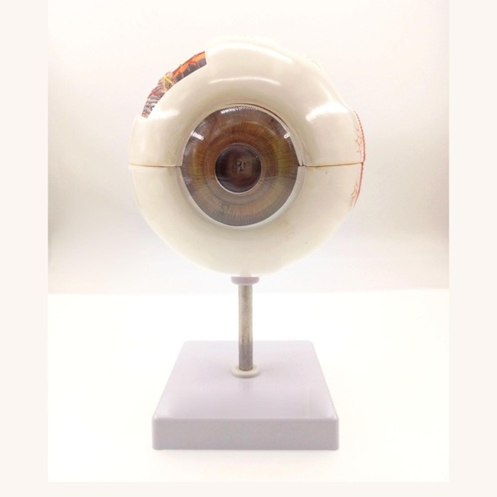 Jual HUMAN ANATOMY EYE BALL EDUCATIONAL MODEL TRAINING 6X LIFE SIZE ...