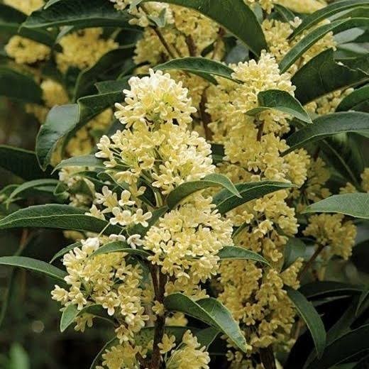 Jual Jual [READY] Bibit Tanaman Bunga Sweet Osmanthus Fragrans Sweet ...