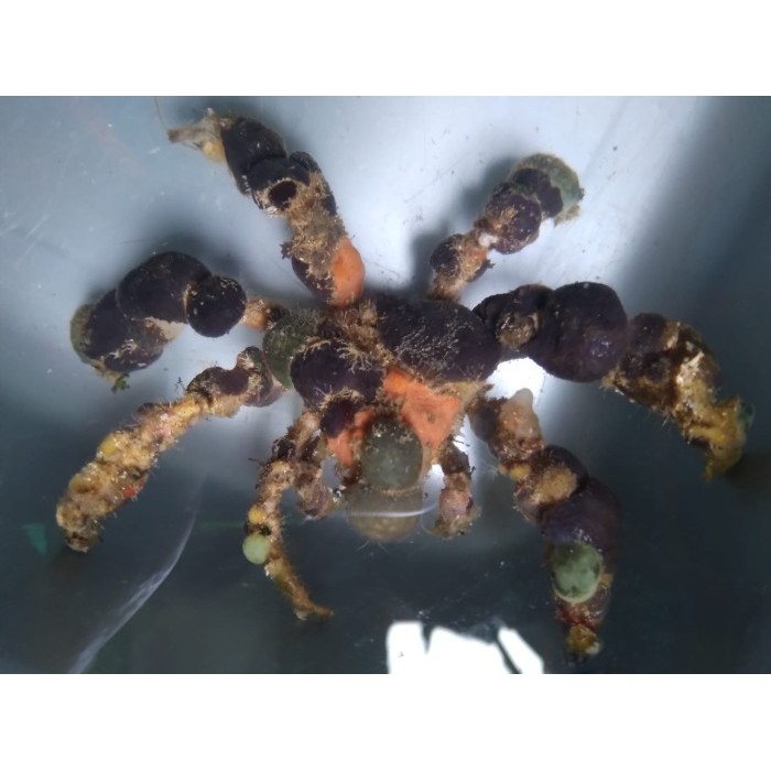 Jual Jual [READY] TARANTULA - Ikan Hias Air Laut / Marine Fish Tank ...