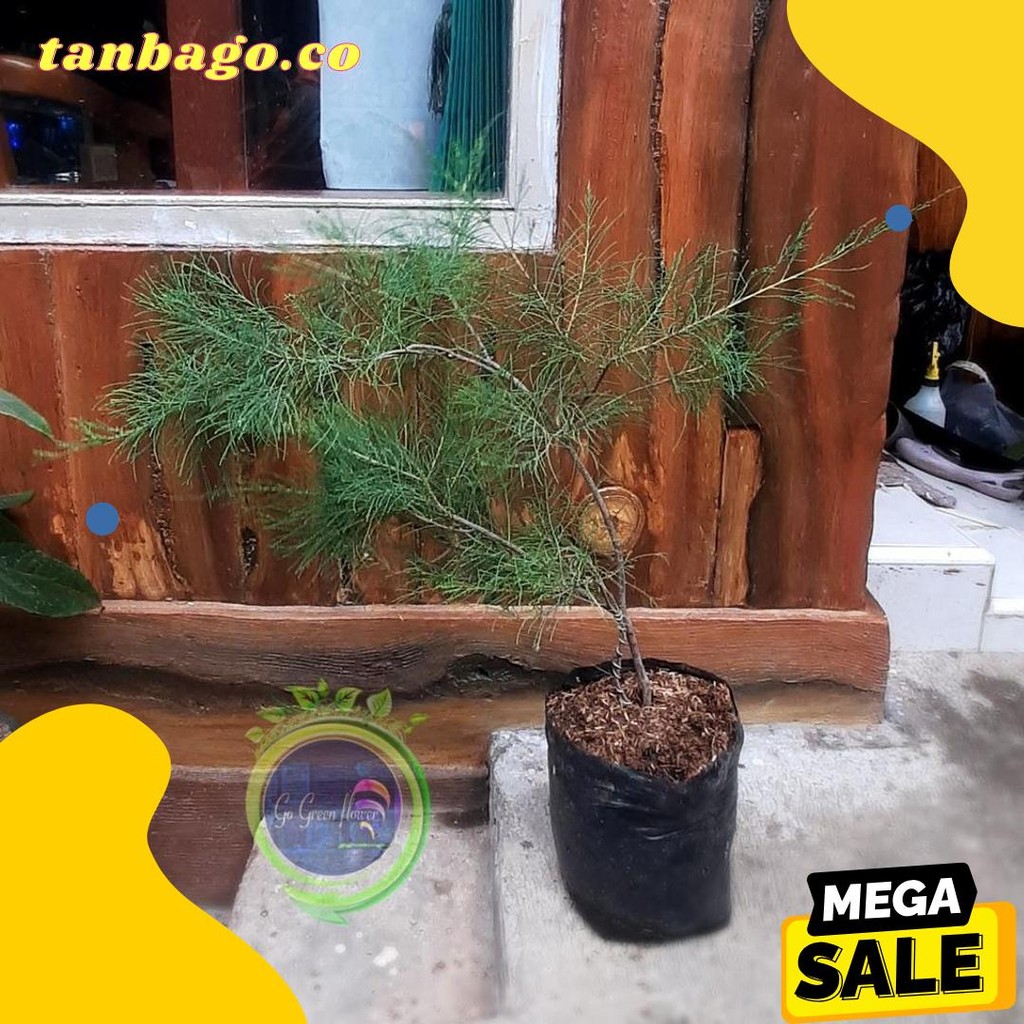 Jual Bonsai Cemara Udang Casuarina Equisetifolia Bahan Bonsai Bibit ...