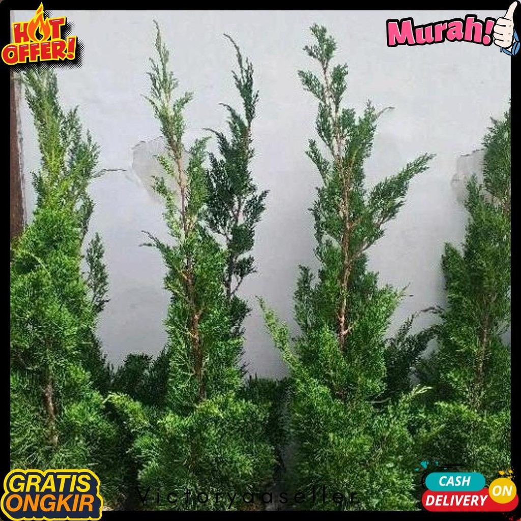 Jual Tanaman Hias Cemara Pua Pua, Tanaman Cemara Papua, Tanaman Cemara ...