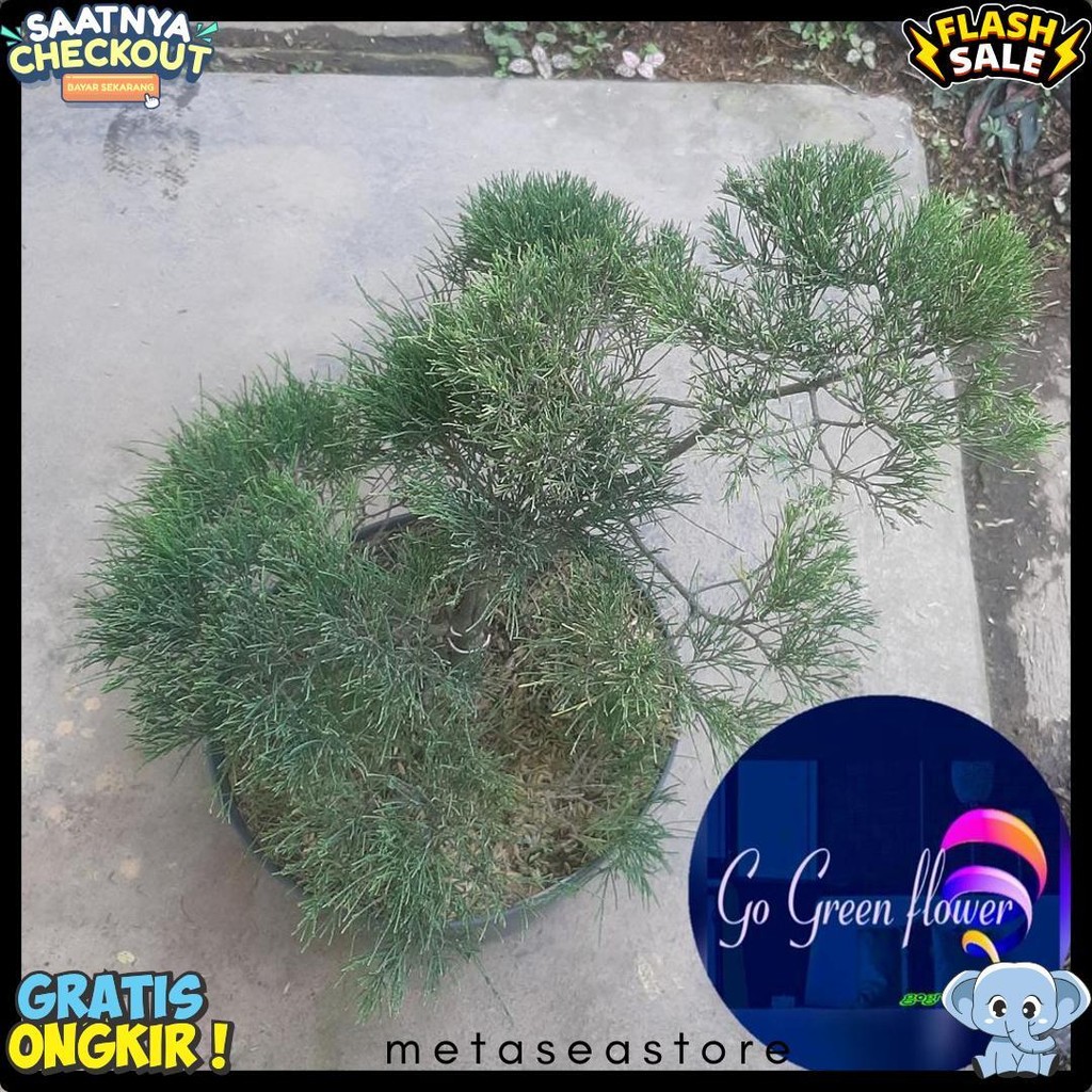 Jual Bonsai Cemara Udang Casuarina Equisetifolia Bahan Bonsai Bibit Tanaman Hias Cemara Udang Go ...