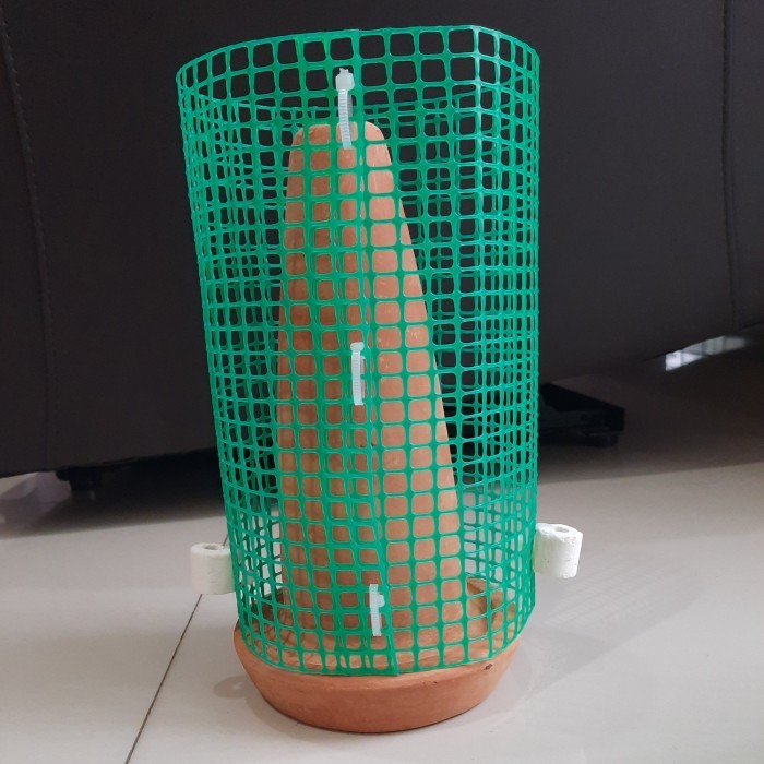 Jual cone discus cone untuk telur ikan discus cone breeding discus ...