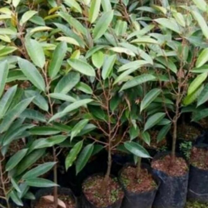 Jual PREMIUM Pohon Durian Duri Hitam Okulasi Bibit Tanaman Pohon Buah Durian | Shopee Indonesia